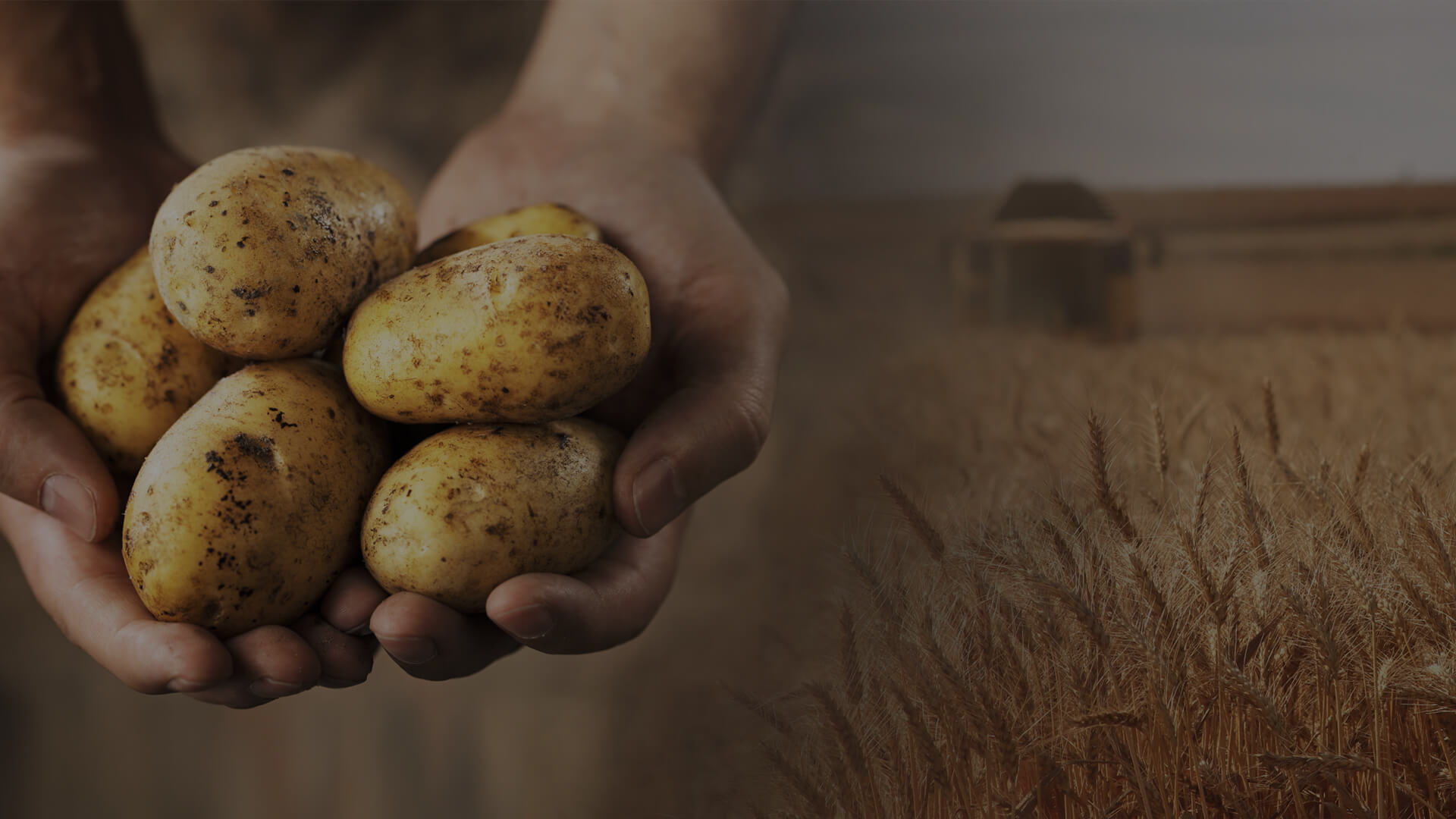 Home - V.S. POTATOES - Potato trade, Proastio in Ptolemaida